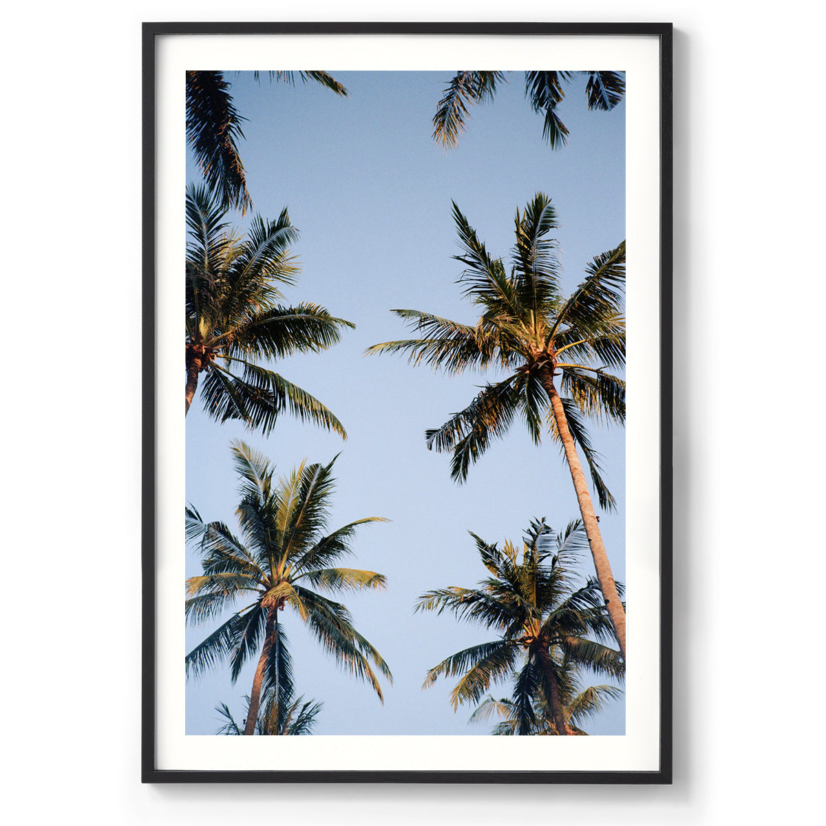 Palm Tree Framed Photography Print